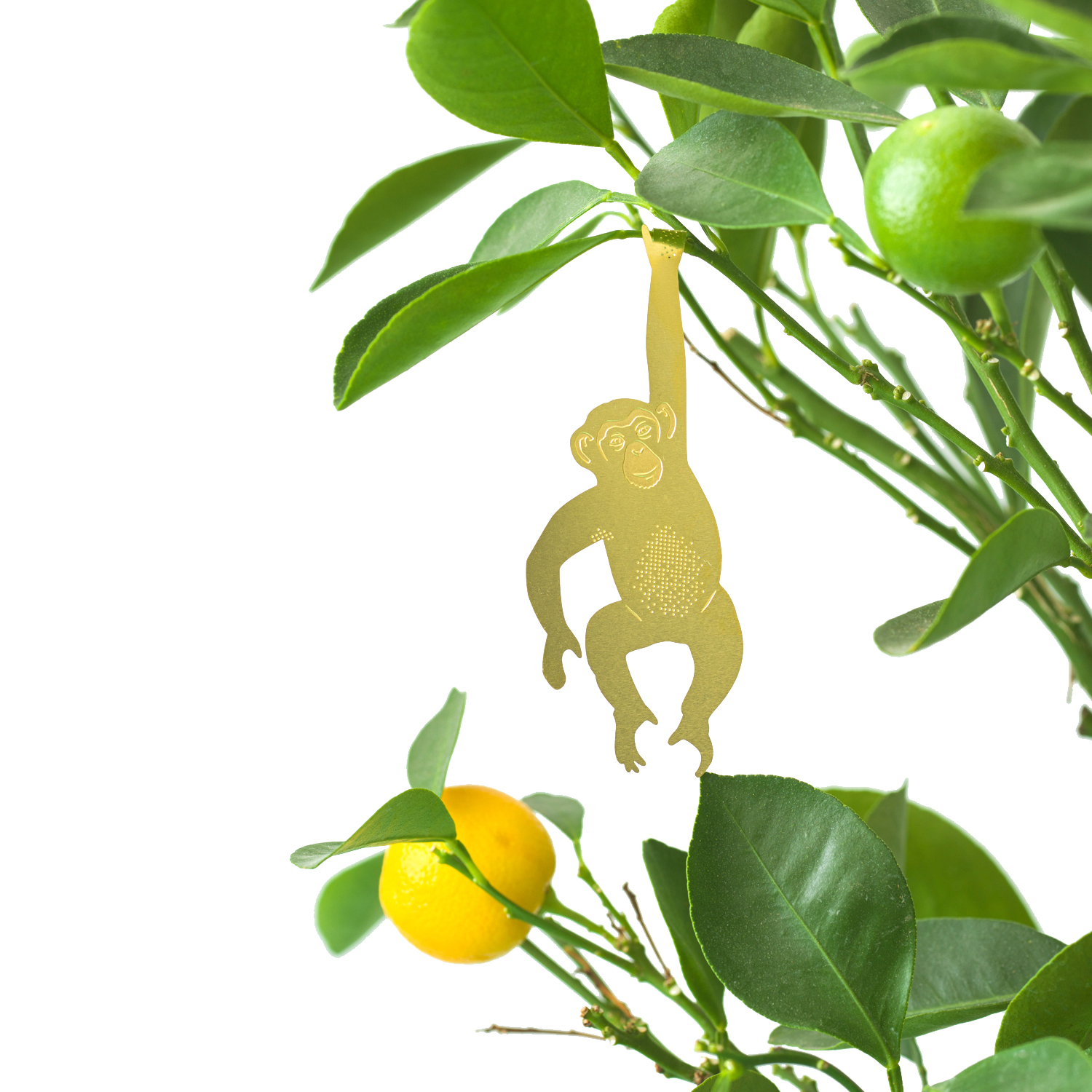 Plant Animal Chimpanzee Grow My Wellbeing plant-animal-chimpanzee-grow-my-wellbeing