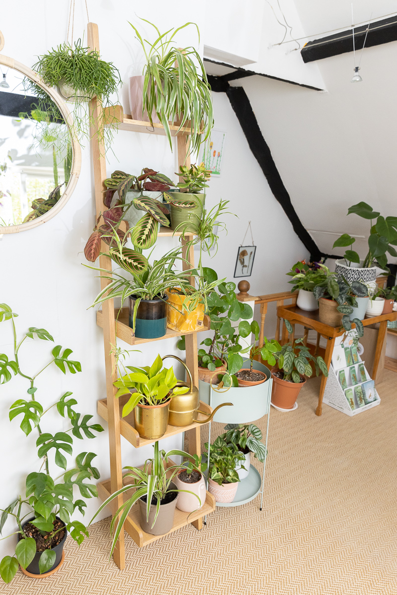 Plants & Wellbeing - Grow my Wellbeing